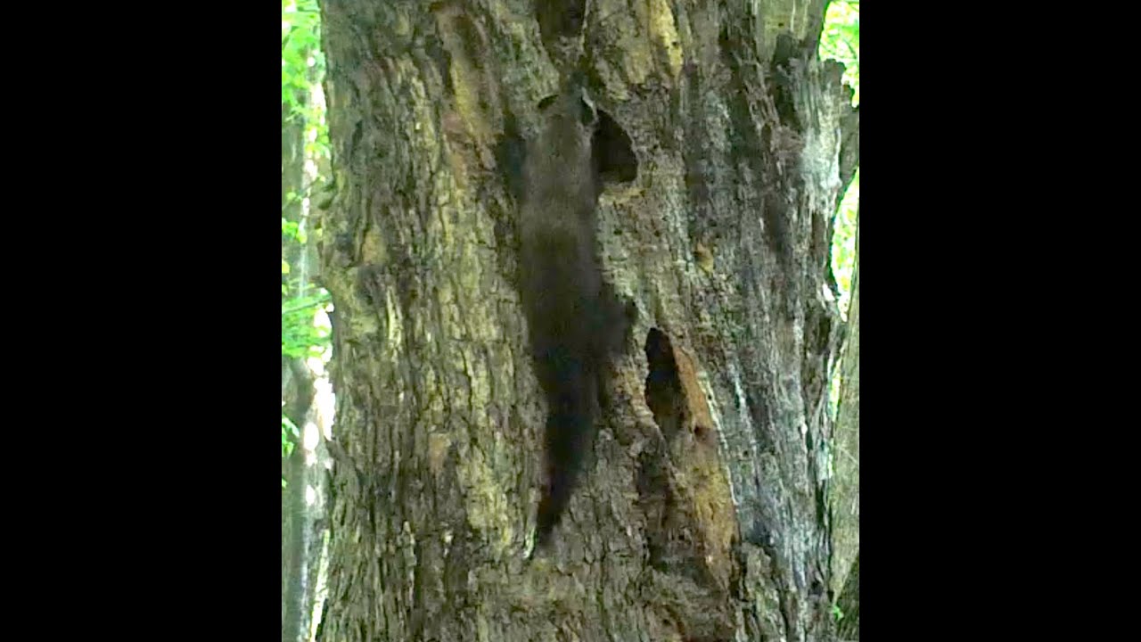 Fisher climbs a tree - YouTube