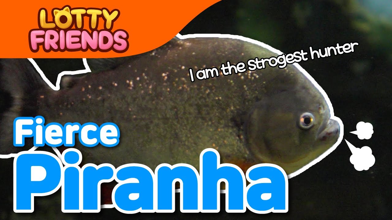 Piranha 🩸🐟| Kids Songs & Educational Songs | For Kids | Sea Animal Song ...