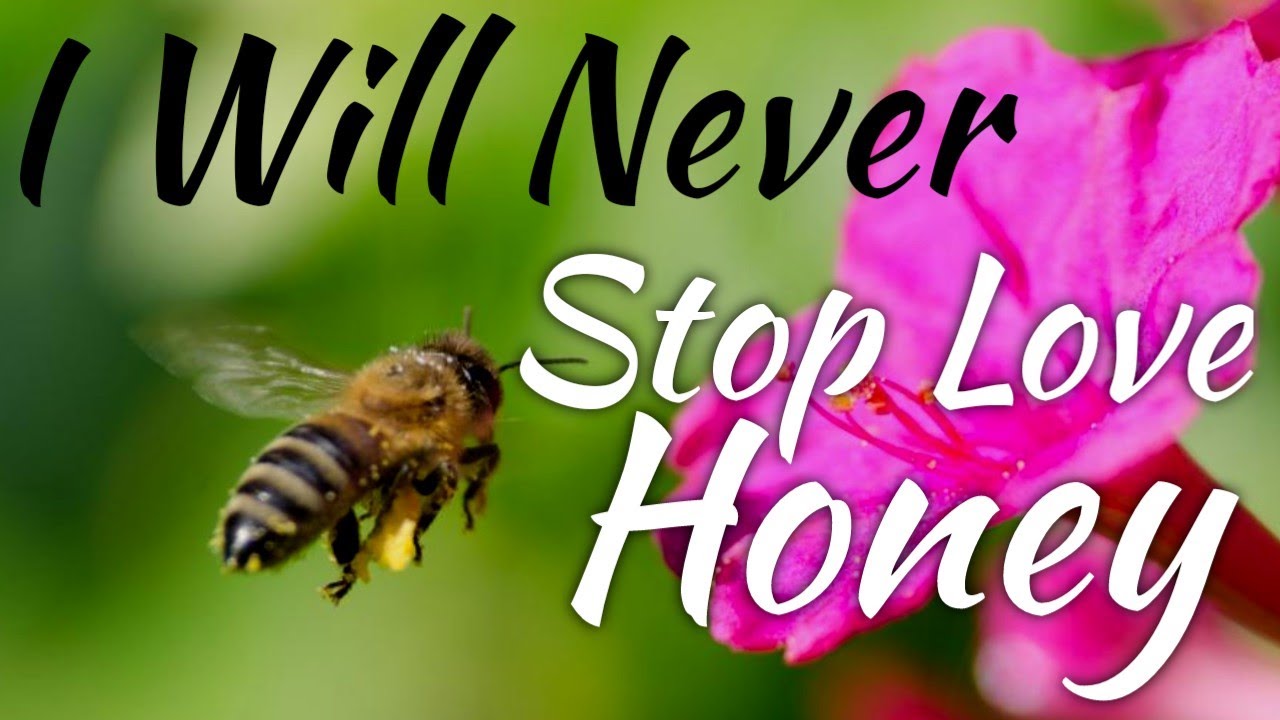I Will Never Stop Love ️🌹 Love Me Deeply Honey Sent to Special Person ...