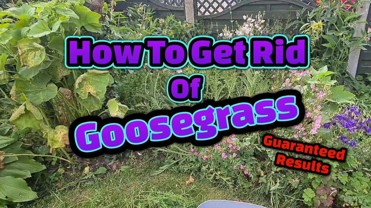 How To Get Rid Of Goosegrass Youtube