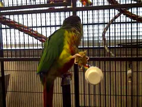 Yellow sided conure - YouTube