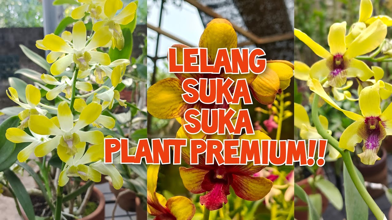 LELANG ANGGREK PLANT JOSS 😋 ADMIN 085655696848 - YouTube