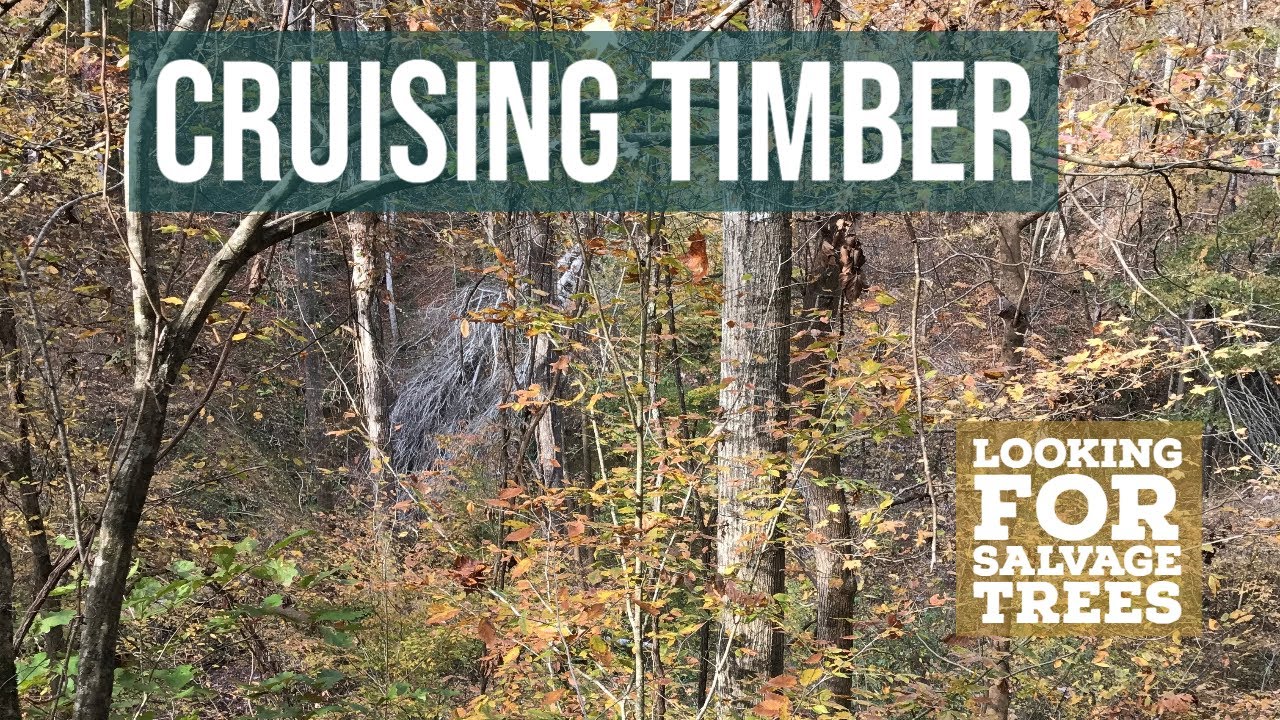 Cruising Timber - YouTube