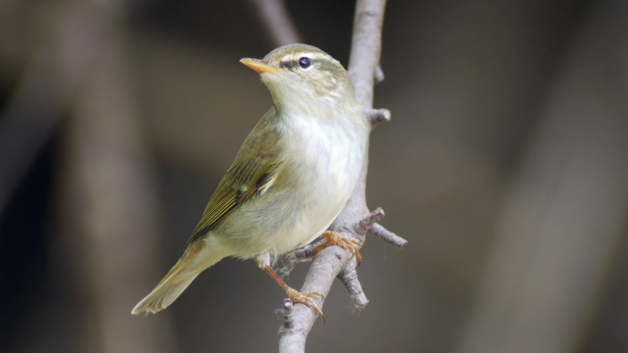Arctic Warbler (Phylloscopus borealis) - YouTube