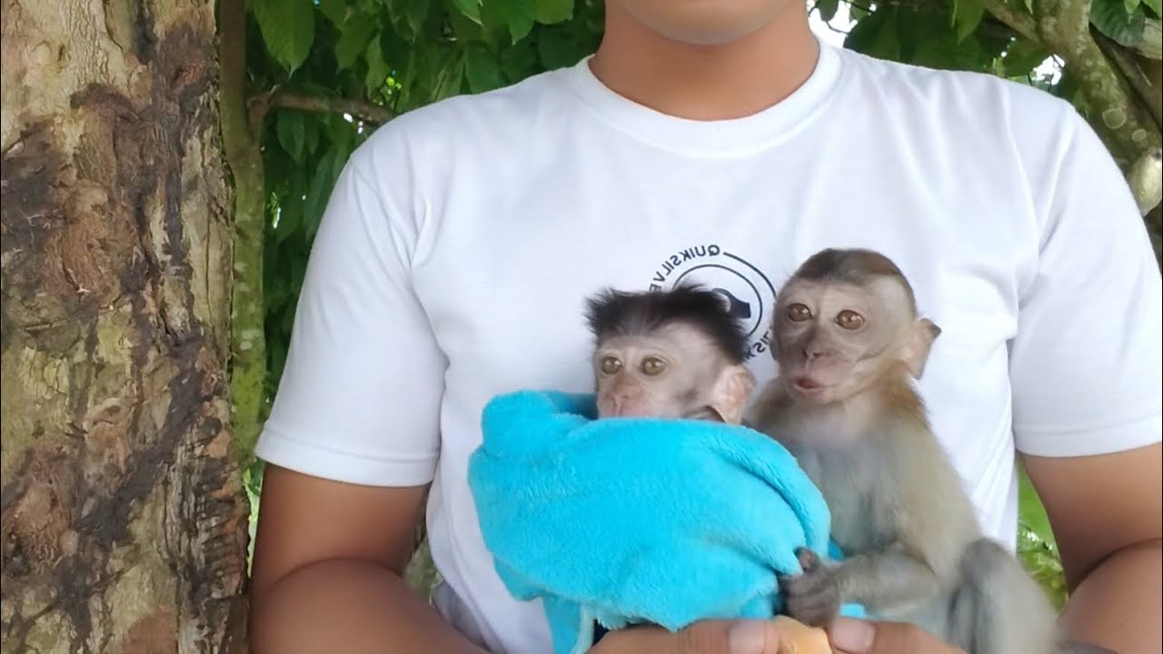 ACIL AND MERRY WANT TO DRINK MILK IMMEDIATELY - YouTube