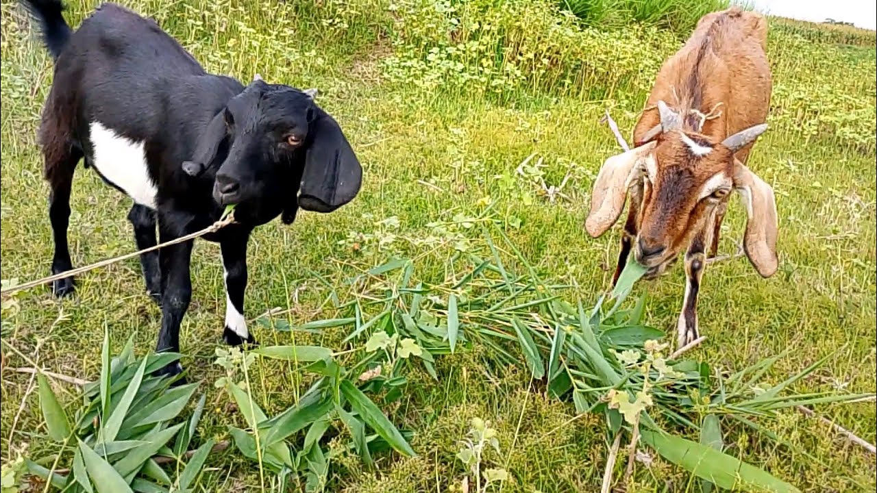 Goats in Action – Fresh Green Leaves Feast - YouTube