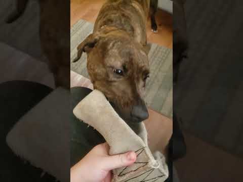 How to correct play biting. Teach your pup to go get a toy instead of ...