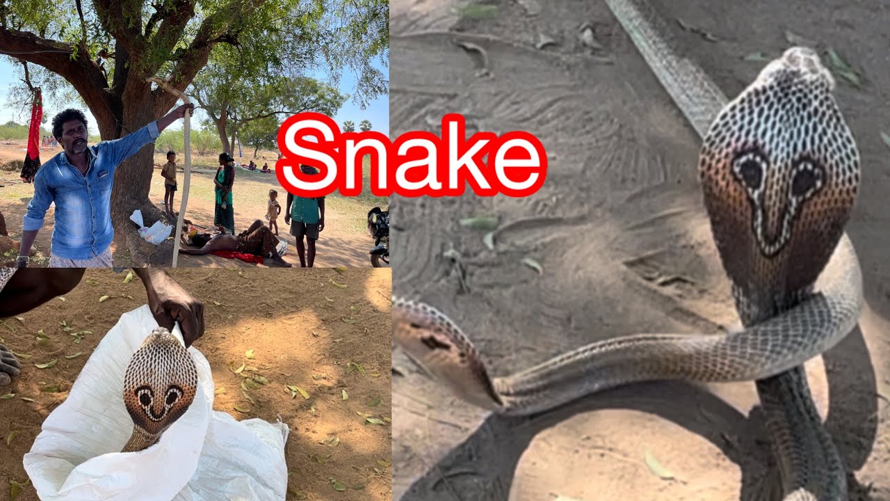 snack snack snake snake - YouTube