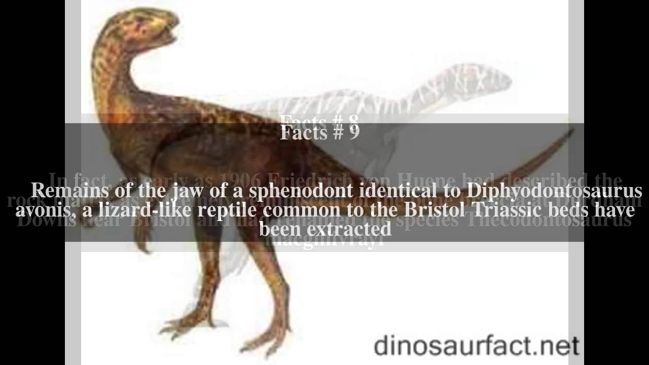 Agrosaurus Top # 13 Facts - YouTube