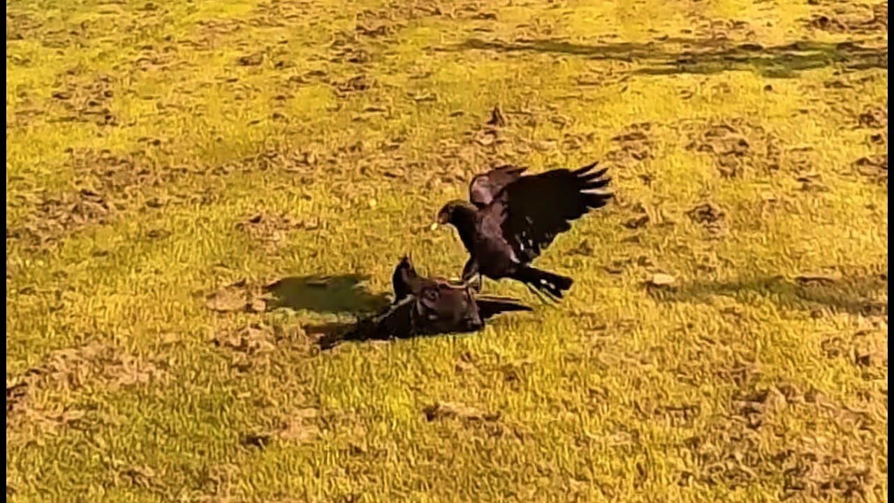 Lots of Crow Territorial Posturing Ends in Four Way Crow Fight / Park ...
