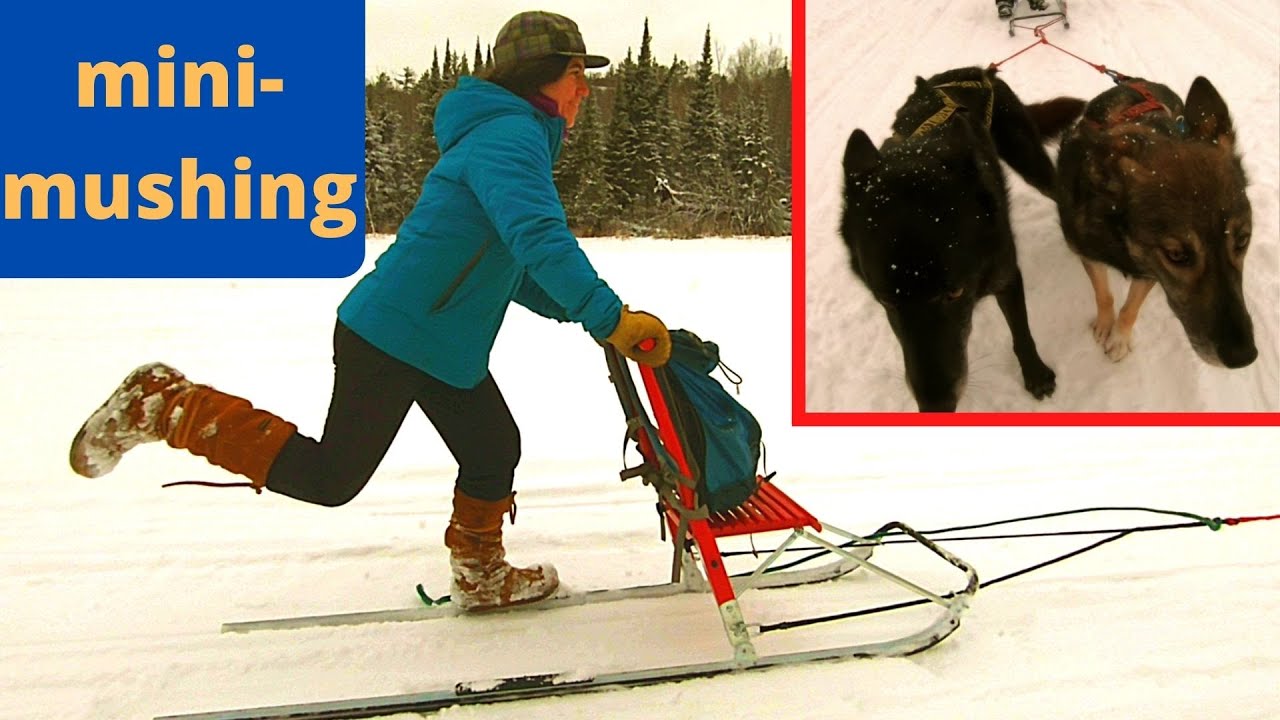 Kicksledding: mushing with less dogs - YouTube