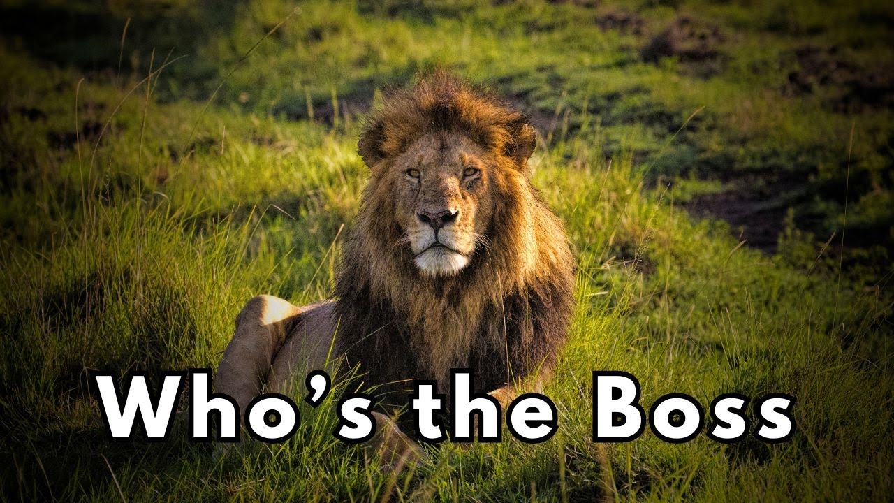 Who's the Boss? | Aaron Tsang - YouTube