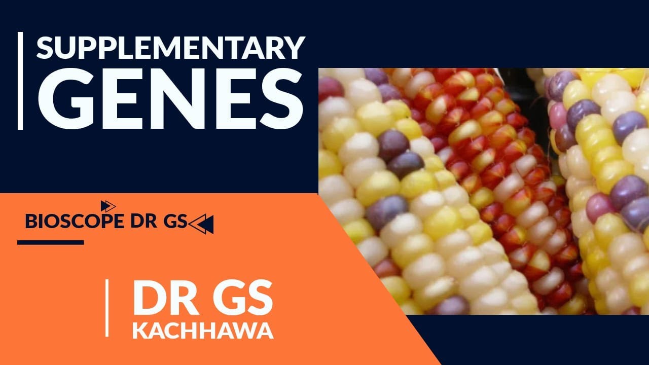 B-34: Supplementary Gene Interaction - YouTube