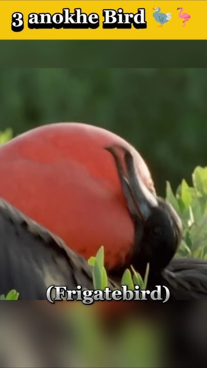 3 Mysterious & Extinct Birds 🦤🕊️ | Amazing Bird Facts You Didn’t Know ...