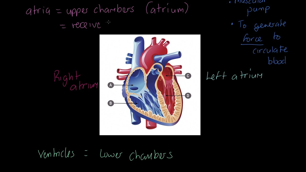 AQA GCSE PE: Structure of the Heart - YouTube