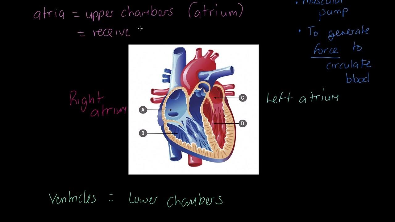 AQA GCSE PE: Structure of the Heart - YouTube