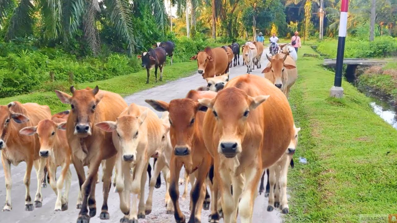 Aktivitas Mengiring Sapi Lembu Menuju Ladang - Gembala Sapi Lucu - YouTube