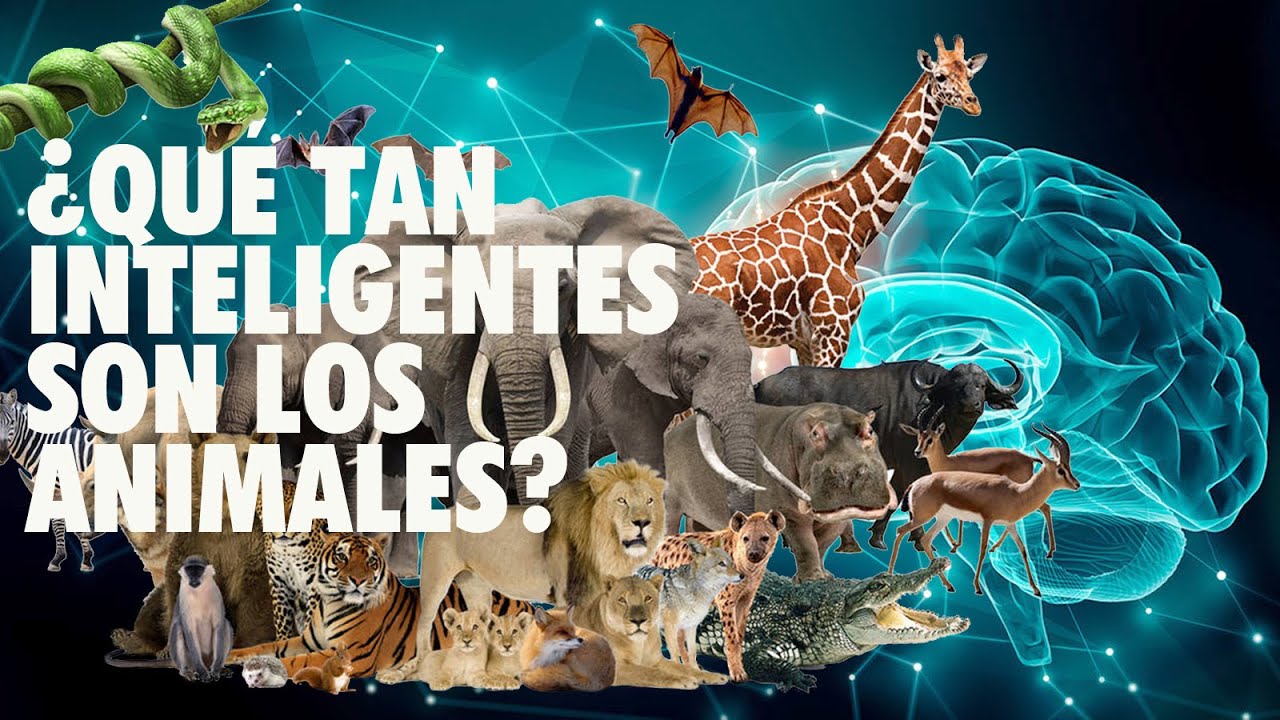 ¿Qué tan inteligentes son los animales? - YouTube