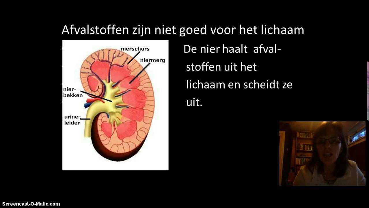 les 6 uitscheiding - YouTube