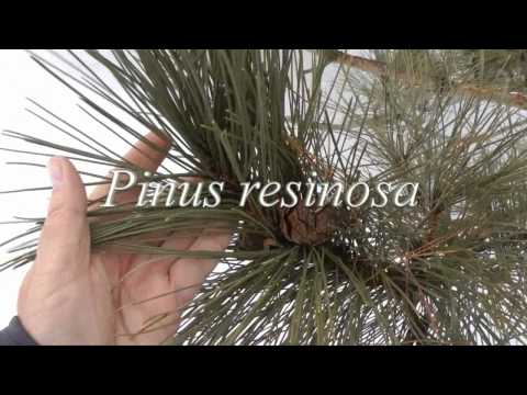 Pine Tree Identification