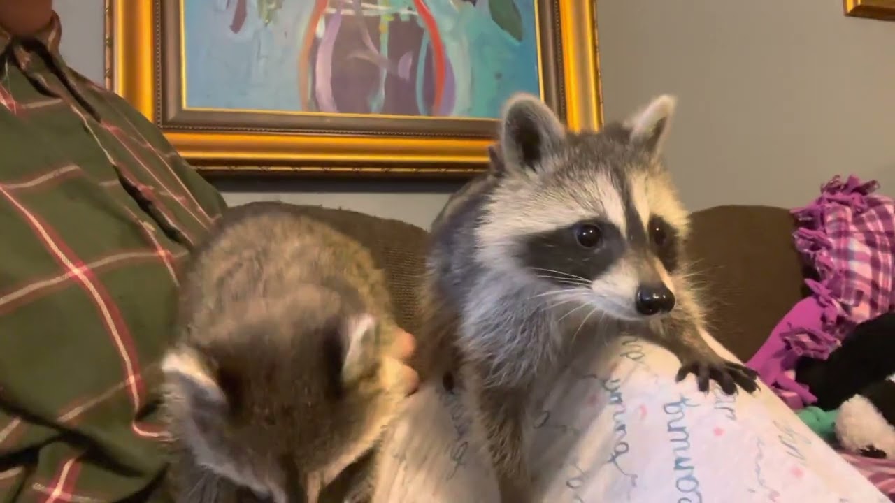 Let’s not all talk at once - YouTube