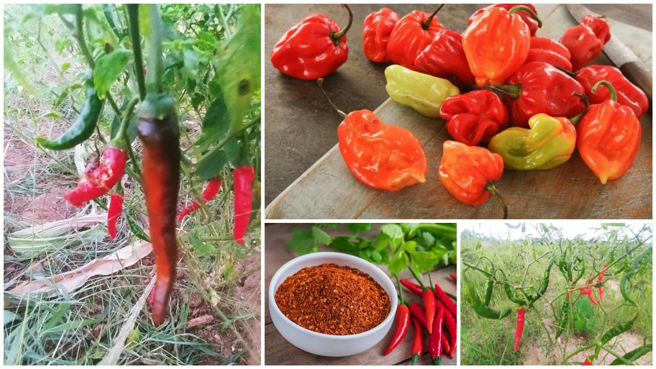 DO YOU HAVE PEPPER? These Are Some Spiritual And Physical Uses Of ...