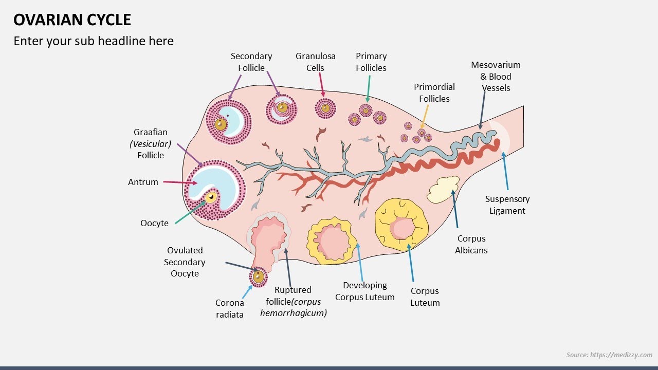 Ovarian Cycle Animated Presentation Slides - YouTube