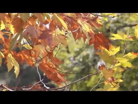 Winter Leaves Meditation