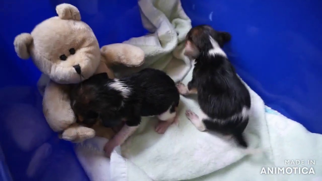3 week Runt Beagle puppy DELILAH joined by her little brother! - YouTube