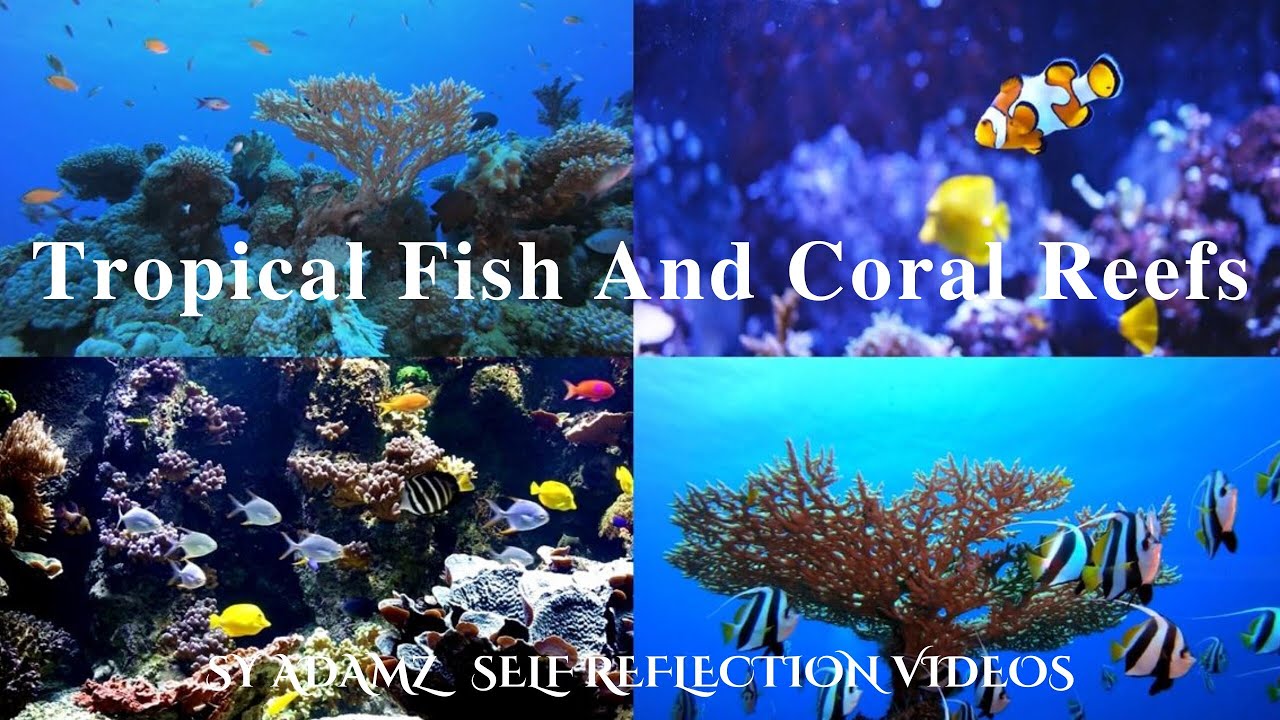 Beautiful Soothing Music, Tropical Fish And Coral Reefs - YouTube