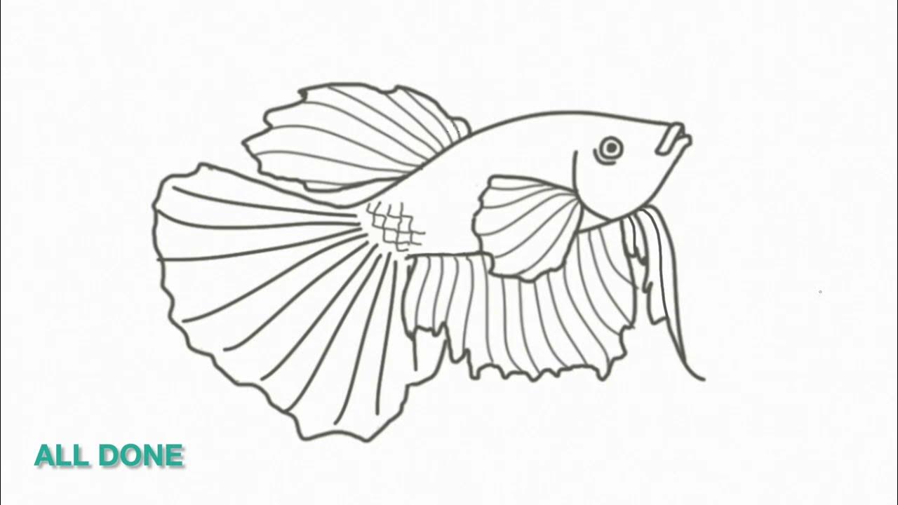 3 Minute Tutorial: How to Draw Betta Fish (Step-By-Step) HD 1080p - YouTube