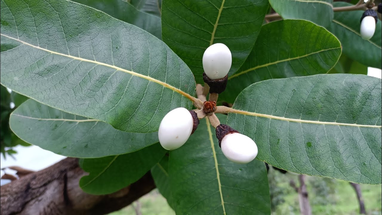 Safed Bhilawa Tree 📲:- 9604120694 | Original White Biba Ped - YouTube