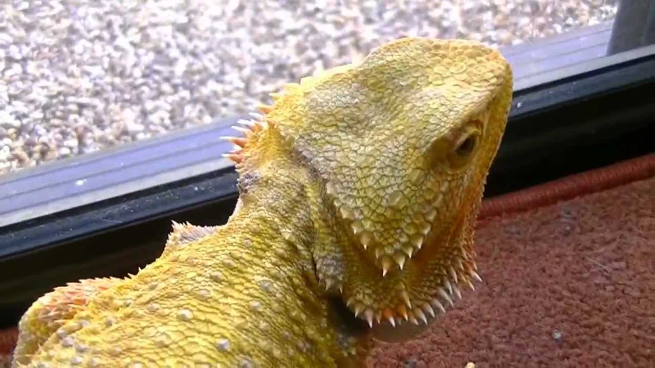 Red Phase Hypo bearded dragon update april 2012 - YouTube