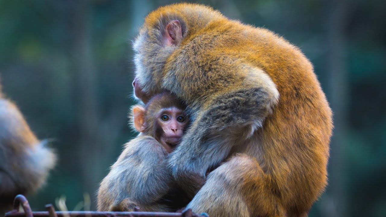 Stumbling Upon Monkey Valley - YouTube