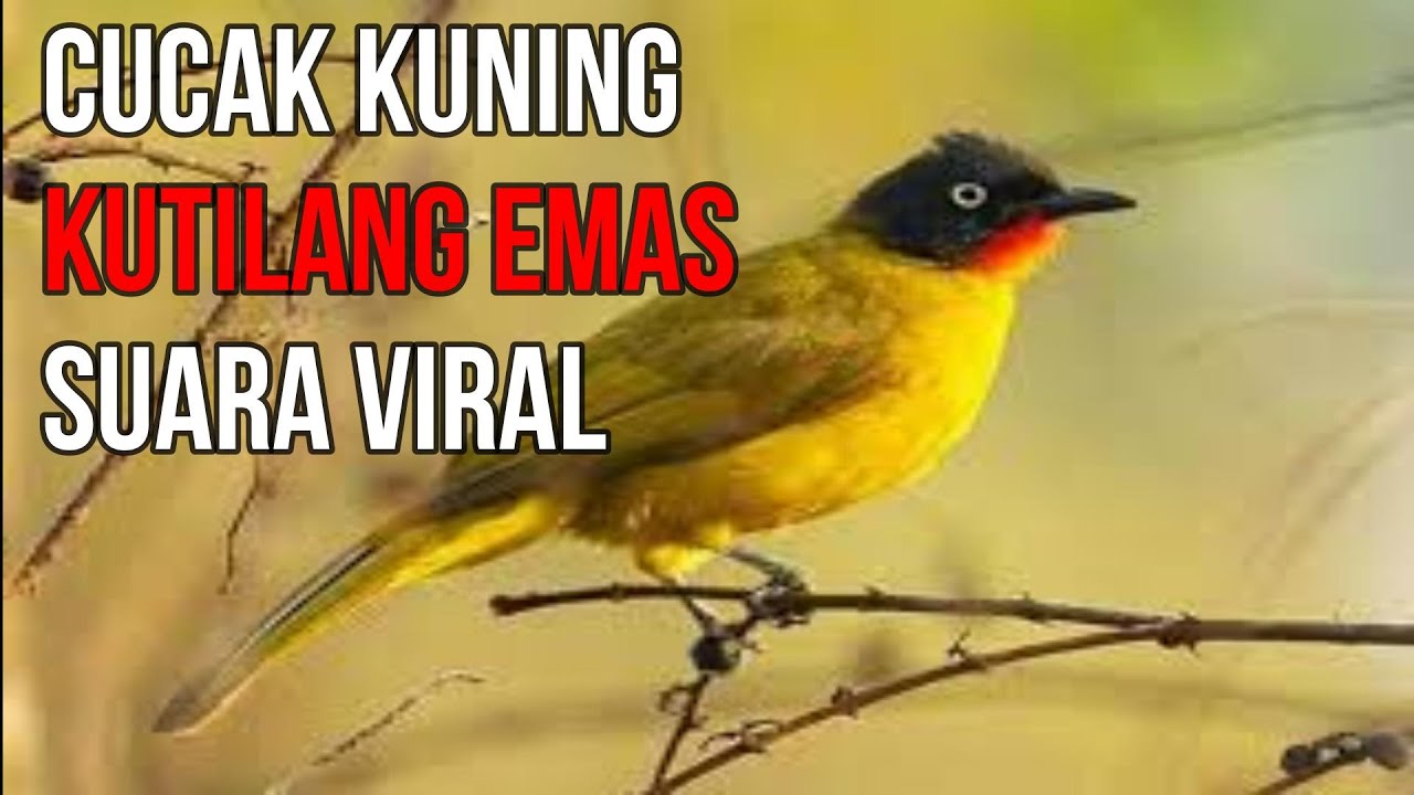 Cucak Kuning Kutilang Emas Gacor - YouTube