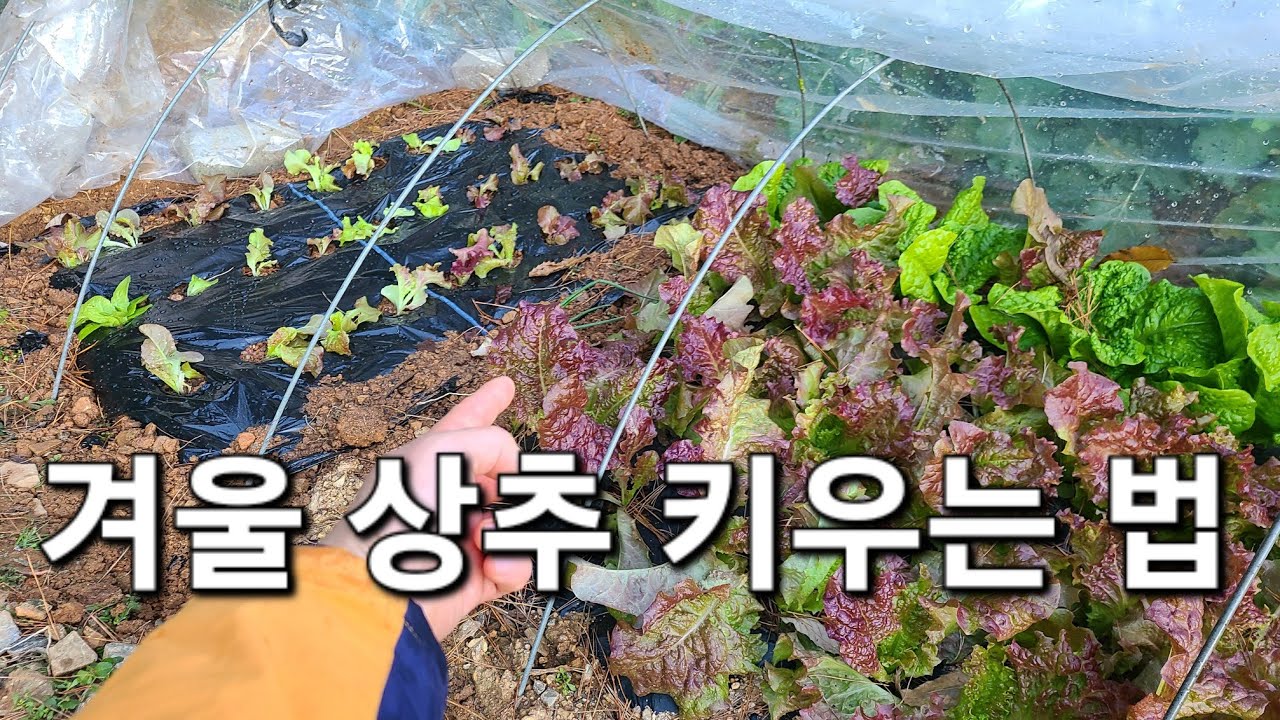 겨울에도 상추 키워 먹는 방법 겨울 상추 키우는 방법은 지금 준비해야 Youtube