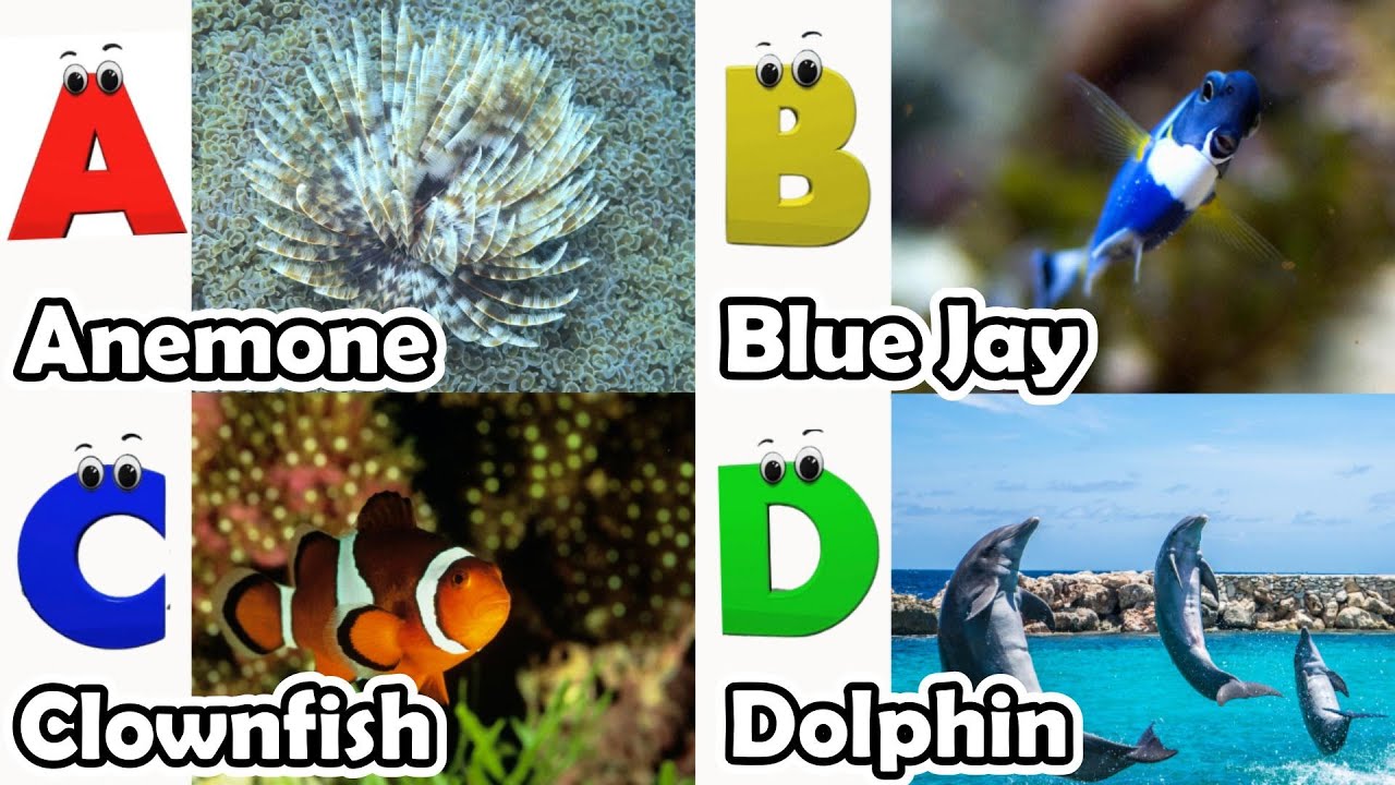 ABC phonics animals | ABC Sea Animals song | English and Animals for ...