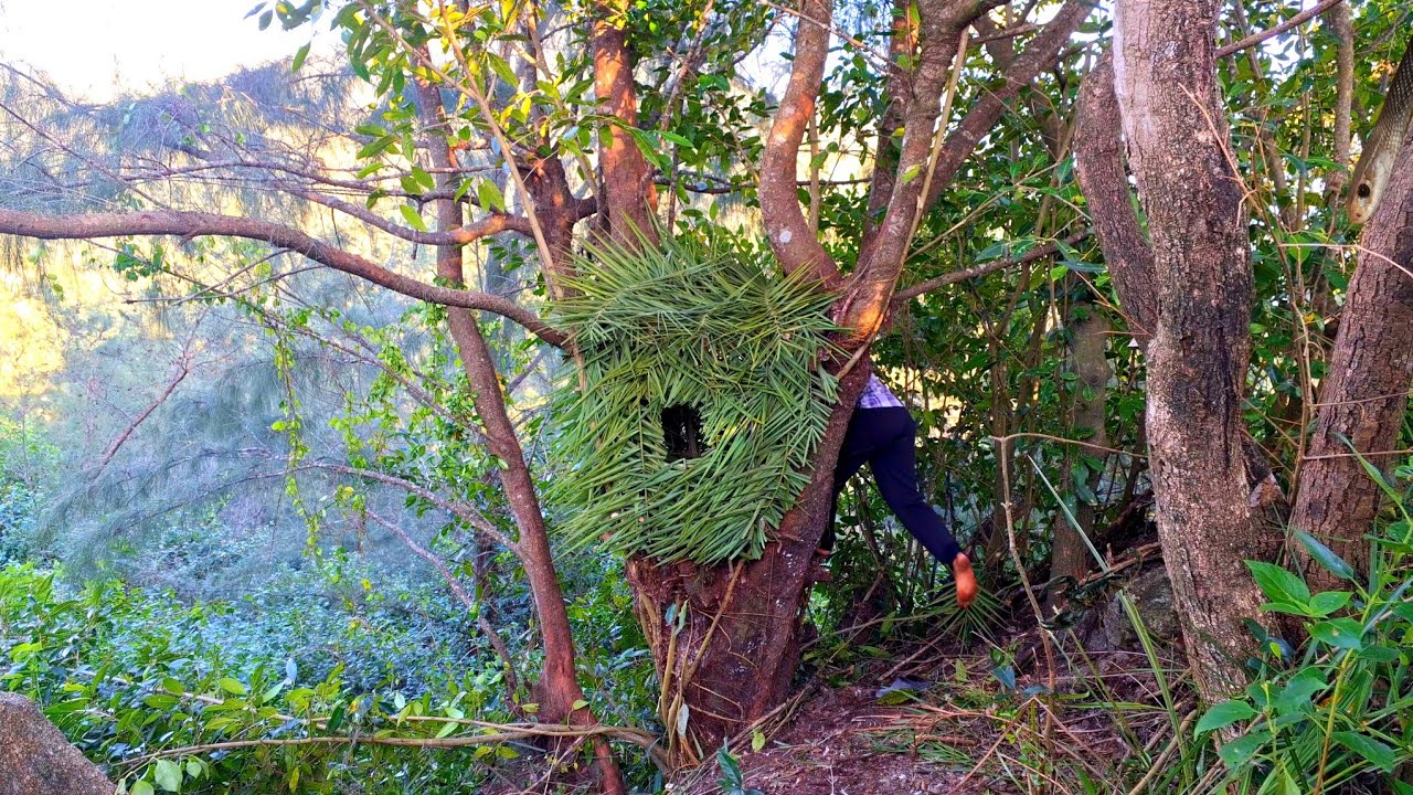 Survive in the wild forest, build a secret shelter on a 500-year-old ...