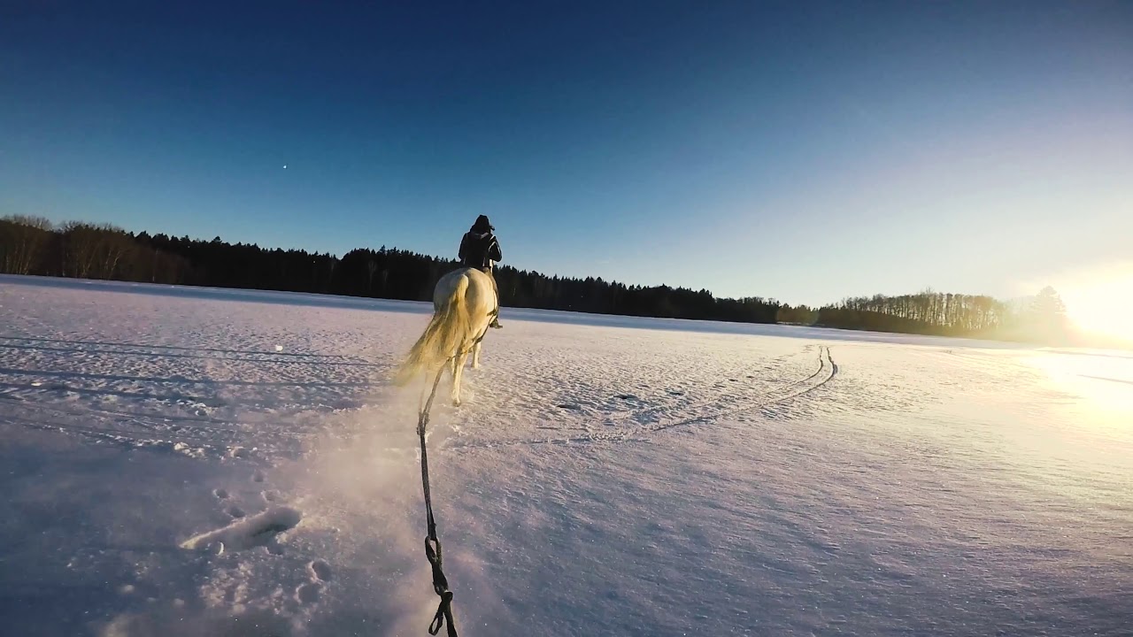 Gopro hero 5 - Horse gallop in the snow, sled pull - YouTube