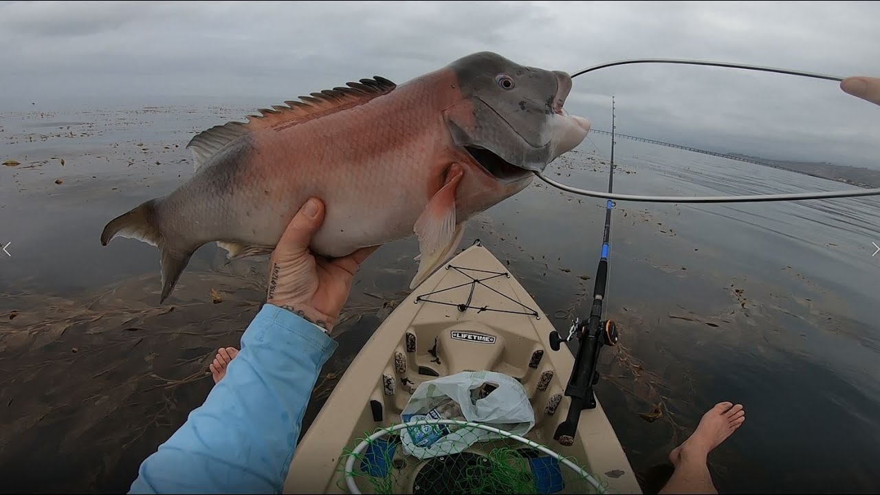 california sheephead limits again - YouTube