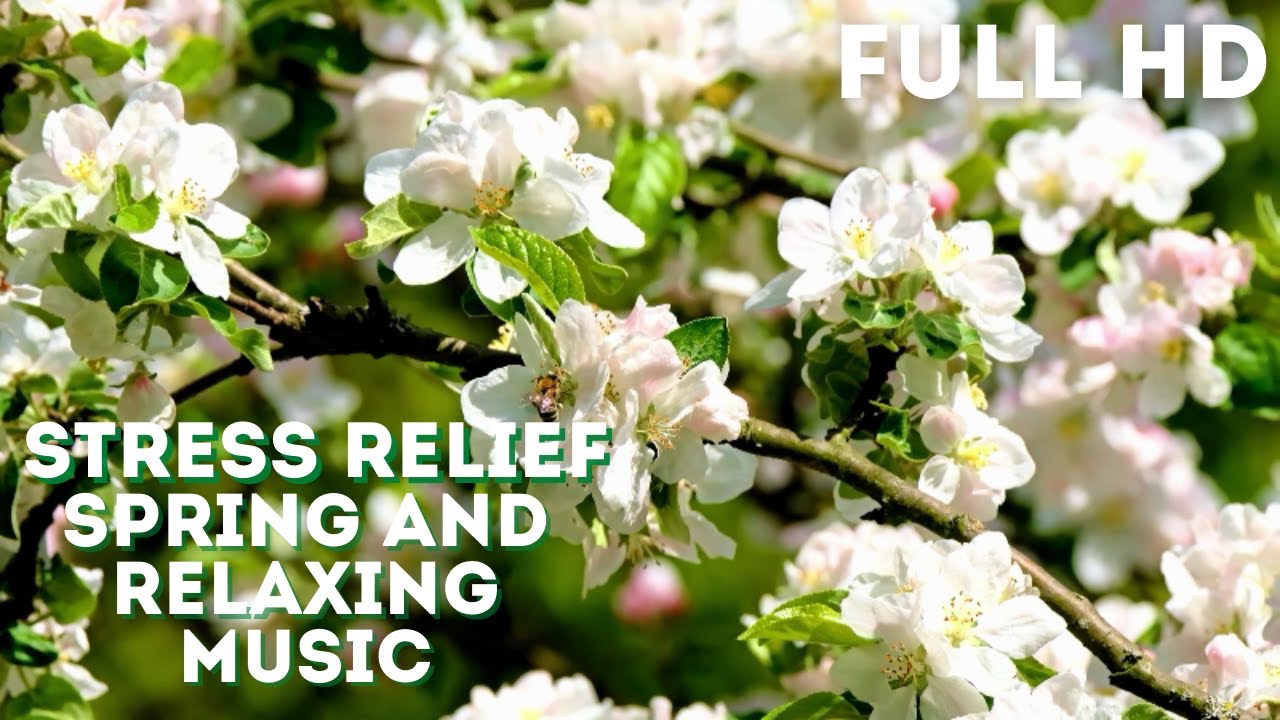 Spring and Relaxing music🌸🌷 Stress relief, Piano music, Chill out music ...