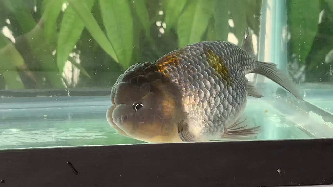 2390 Blue Lionhead - YouTube