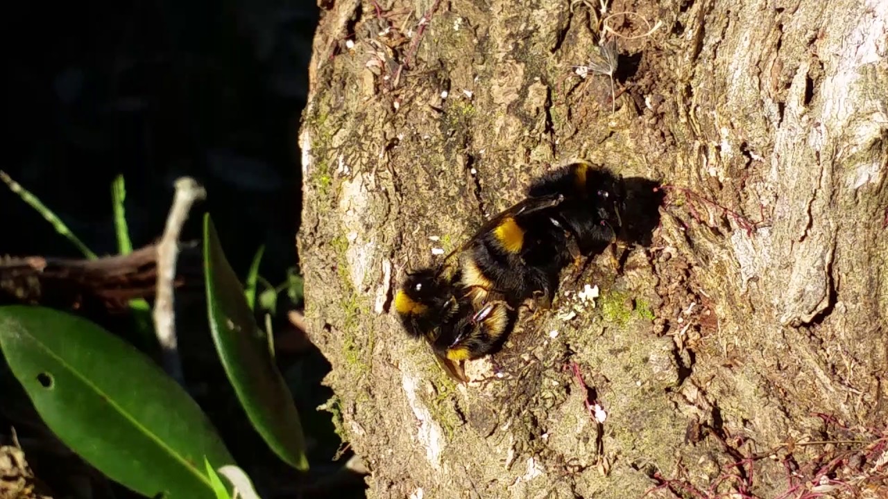 BumbleBee action on the side of a tree. - YouTube