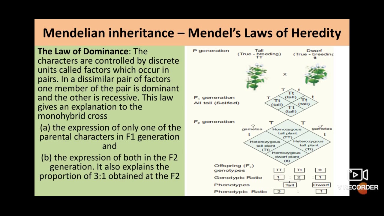 Monohybrid cross, Test cross and Back cross - YouTube