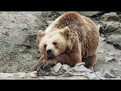 Lustiger Bär der sich wegen einer Fliege Ärgert.Funny Bear