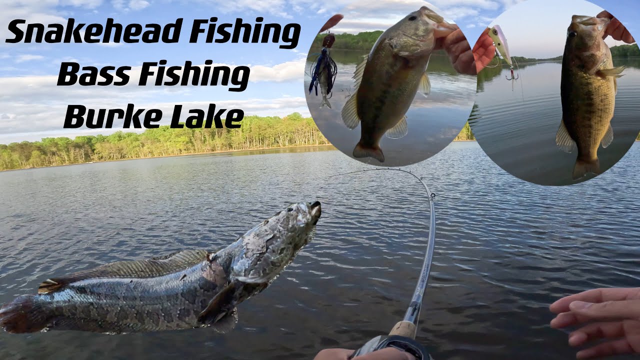 Snakehead and Bass Fishing in Burke Lake｜Bank Fishing - YouTube