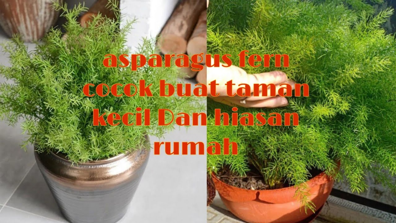 media tanaman hias asparagus fern || ciri ciri Dan bentuk hingga warna ...