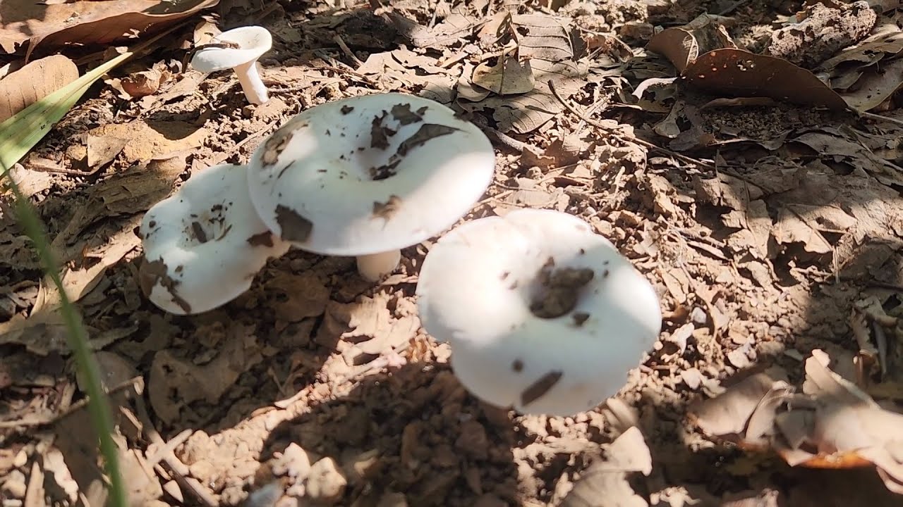 เห็ดหนังปลาดุก - YouTube