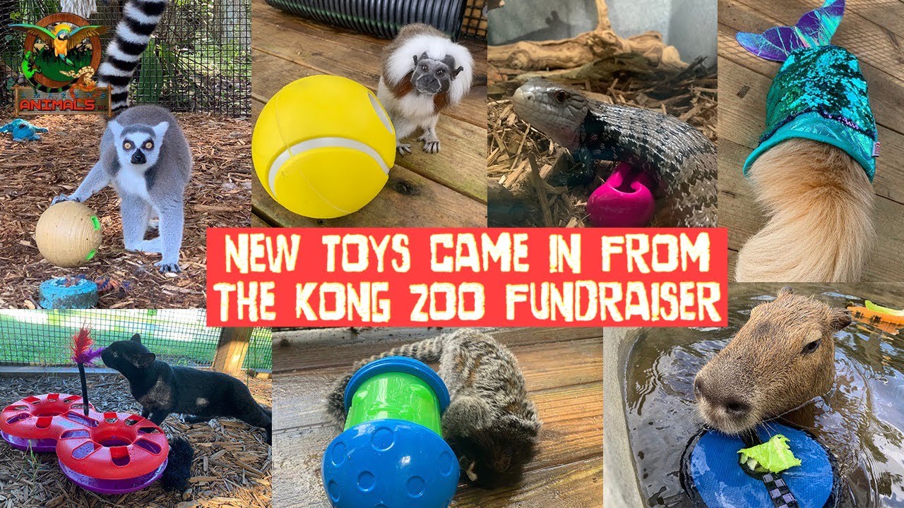 We got so many new toys from our Kong Zoo Enrichment fundraiser! - YouTube