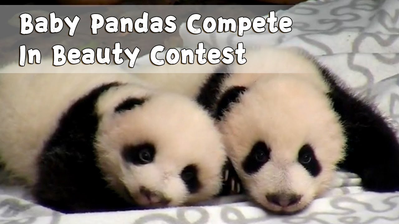 Baby Pandas Compete In Beauty Contest | iPanda - YouTube